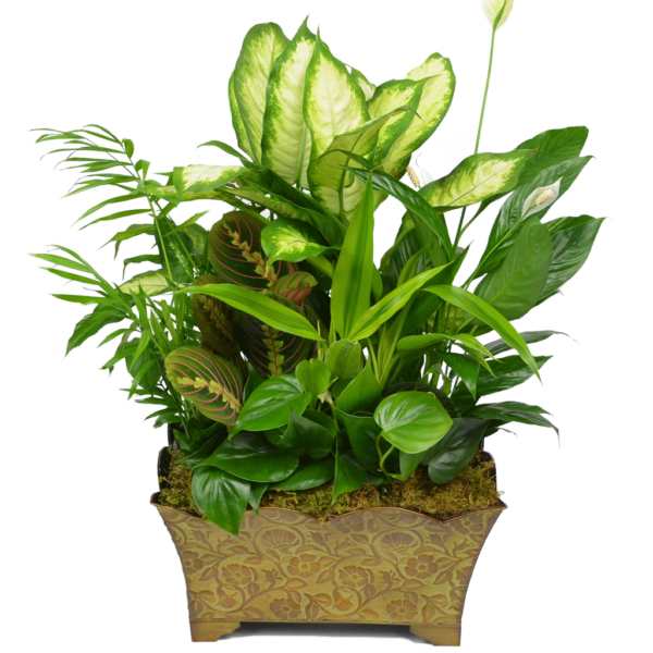Classic Dish Garden | Flowers | Disney Flowers | Karin's Florist
